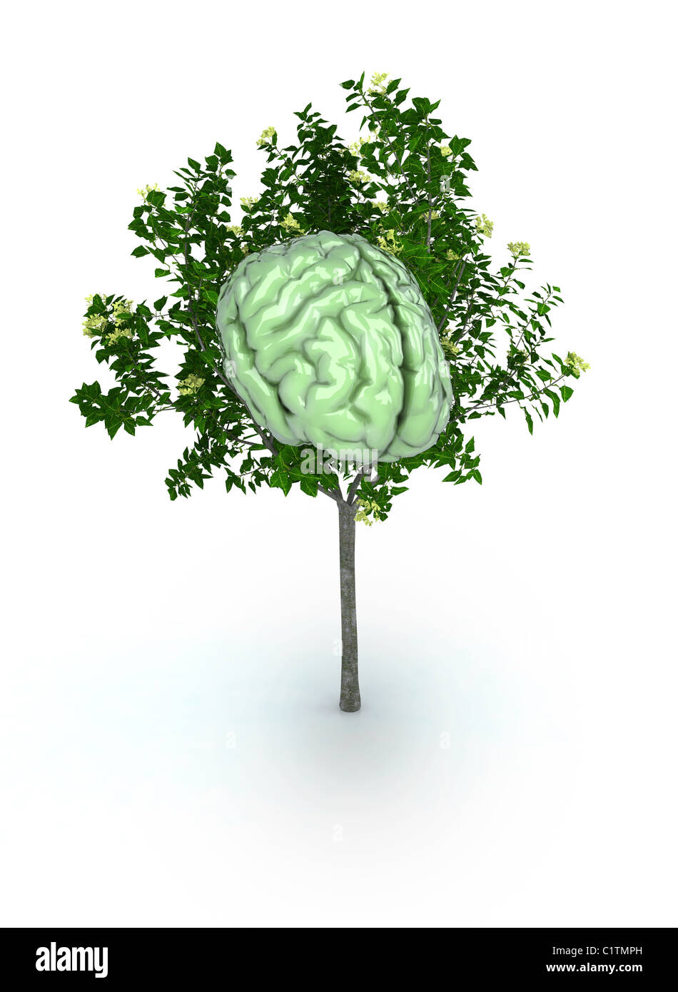 Brain tree concept tree roots hi-res stock photography and images - Alamy