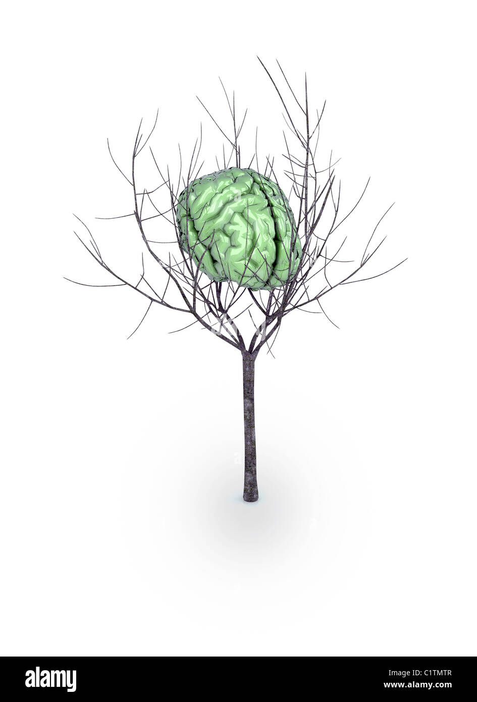 Brain tree concept tree roots hi-res stock photography and images - Alamy