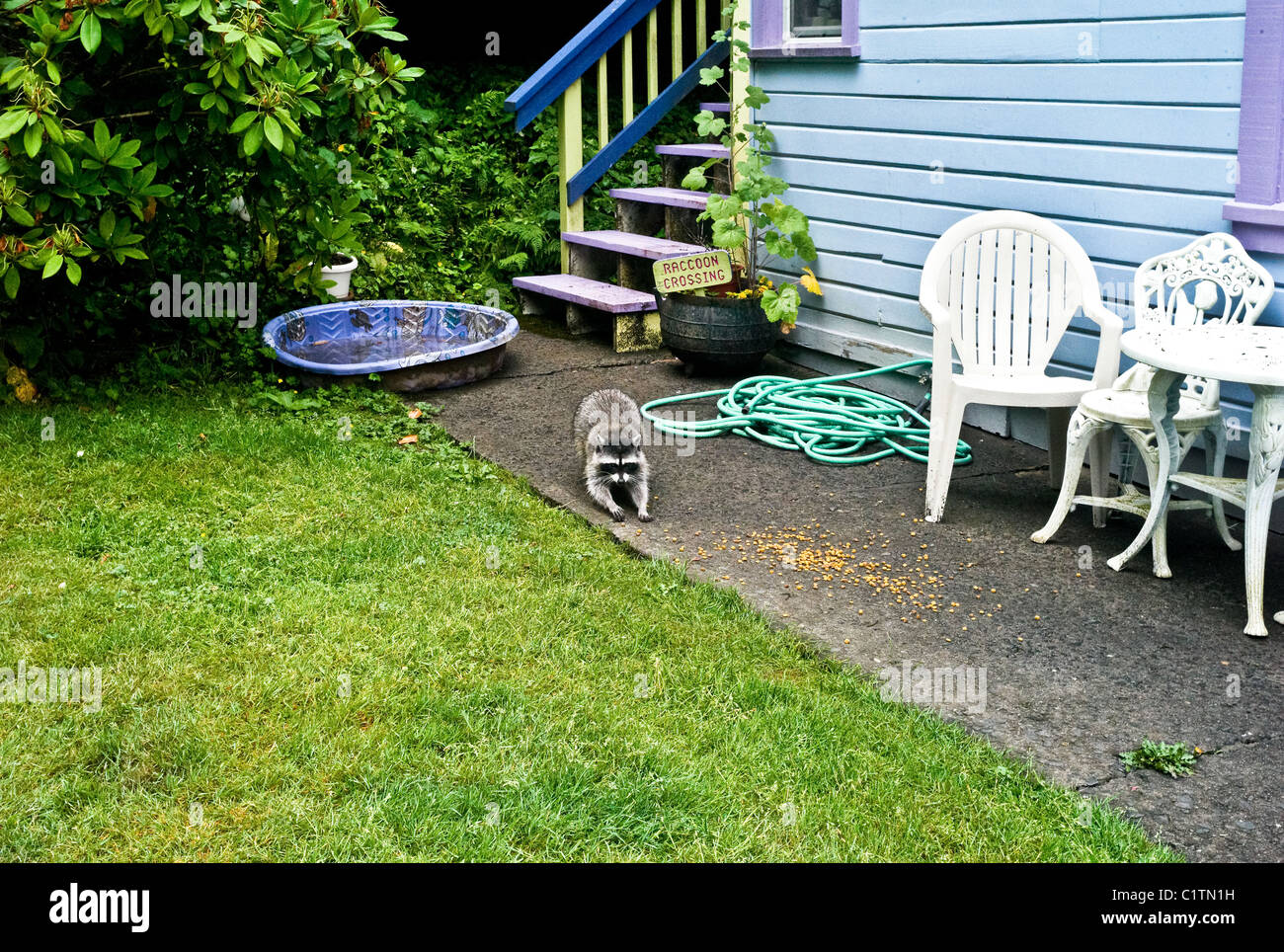 Animal raccoon hi-res stock photography and images - Alamy