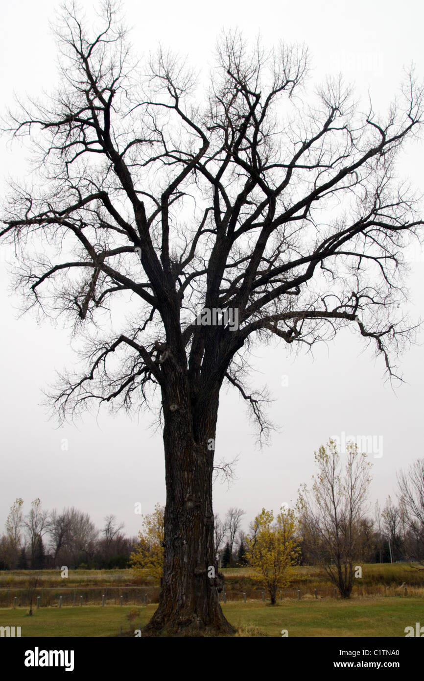 Big Cottonwood Tree Stock Photo - Alamy