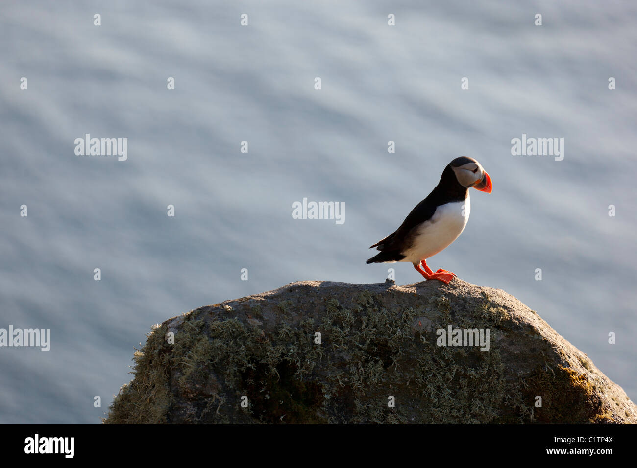 puffin on bird island Runde in Norway Stock Photo - Alamy