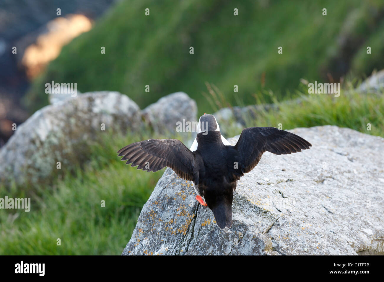 Runde bird island hi-res stock photography and images - Alamy