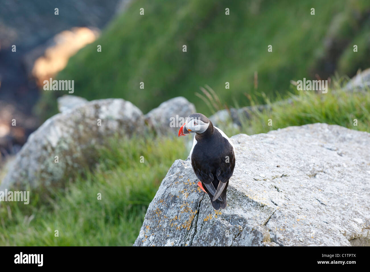 puffin on bird island Runde in Norway Stock Photo - Alamy