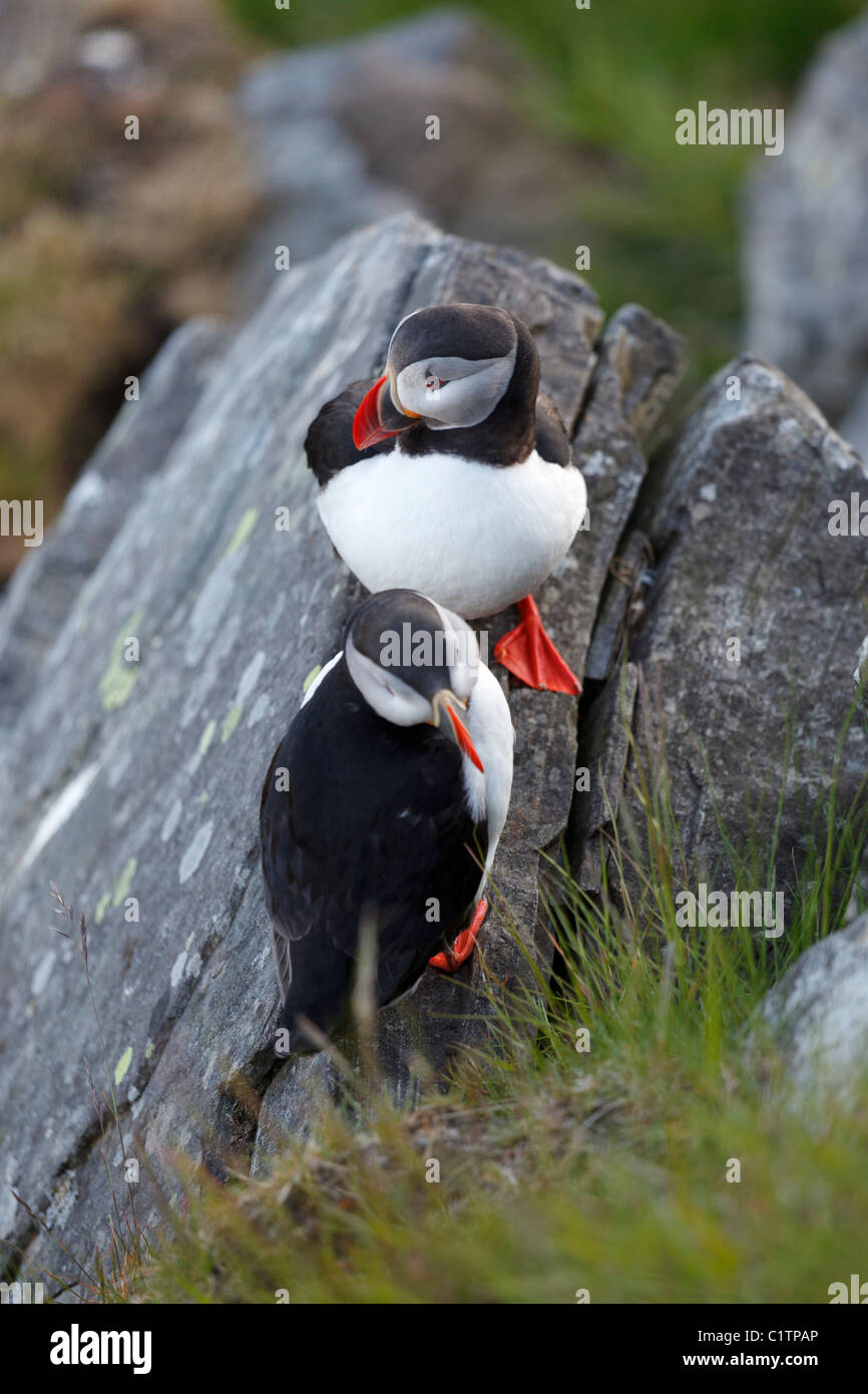 puffins on bird island Runde in Norway Stock Photo - Alamy