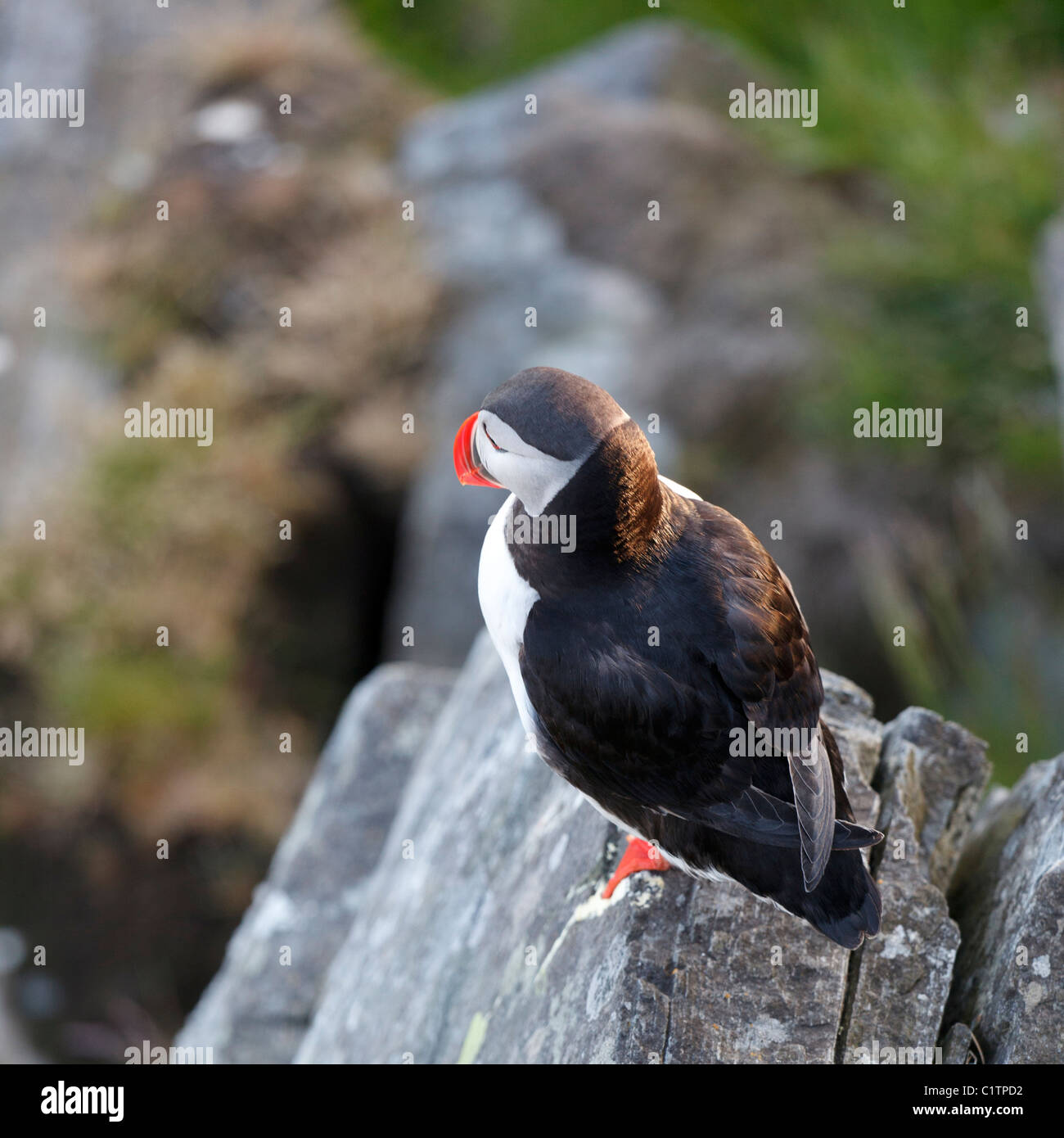 puffin on bird island Runde in Norway Stock Photo - Alamy