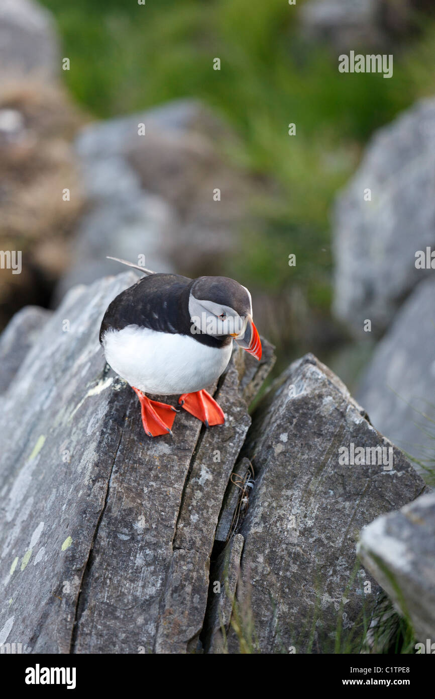 puffin on bird island Runde in Norway Stock Photo - Alamy