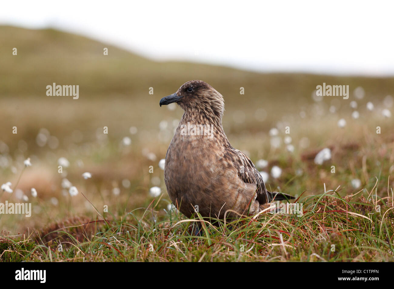 skua on bird island Runde in Norway Stock Photo - Alamy