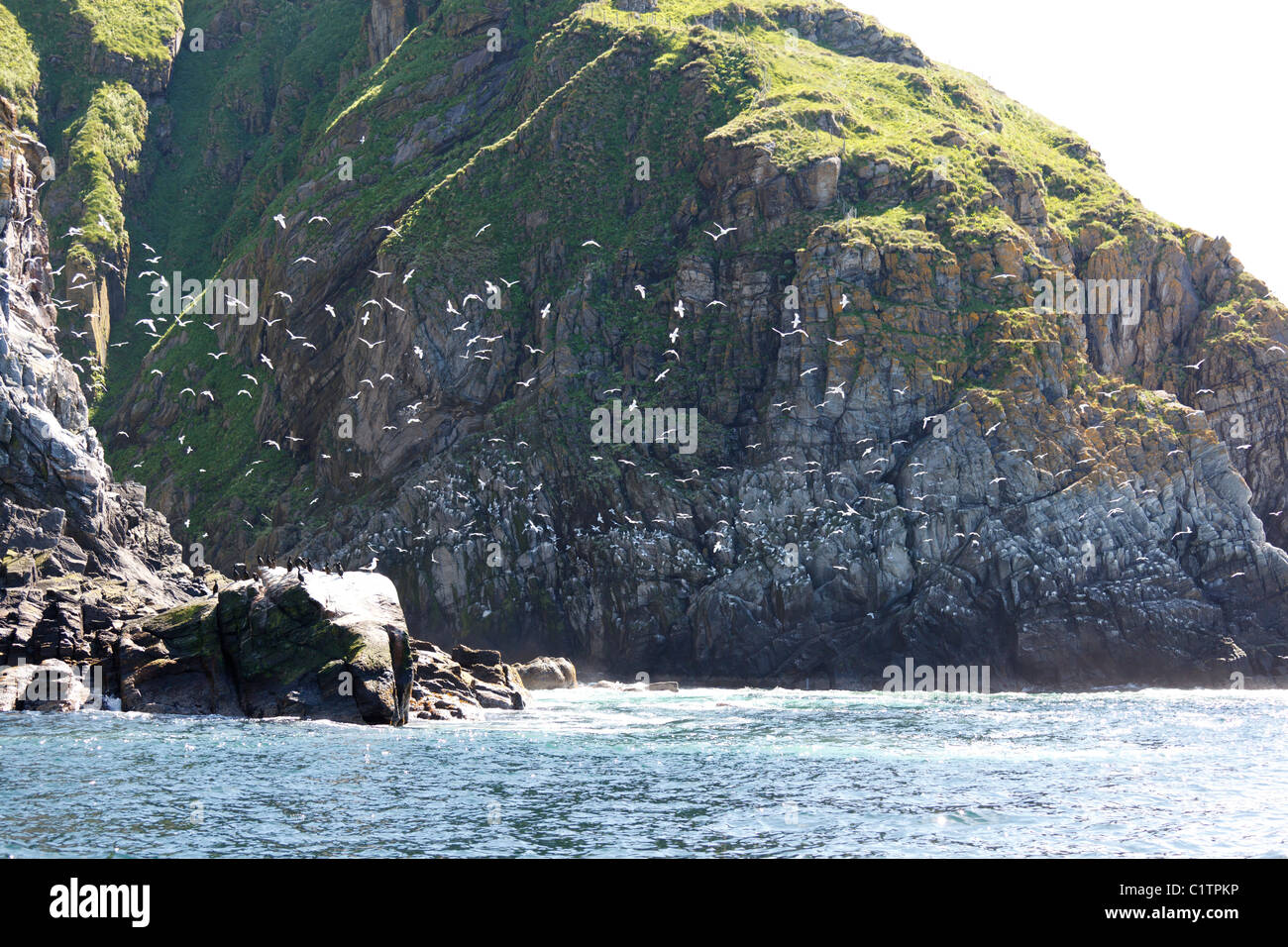 Runde bird island hi-res stock photography and images - Alamy