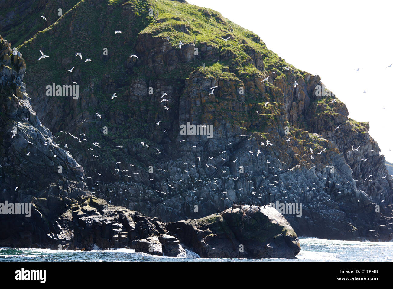 Runde bird island hi-res stock photography and images - Alamy