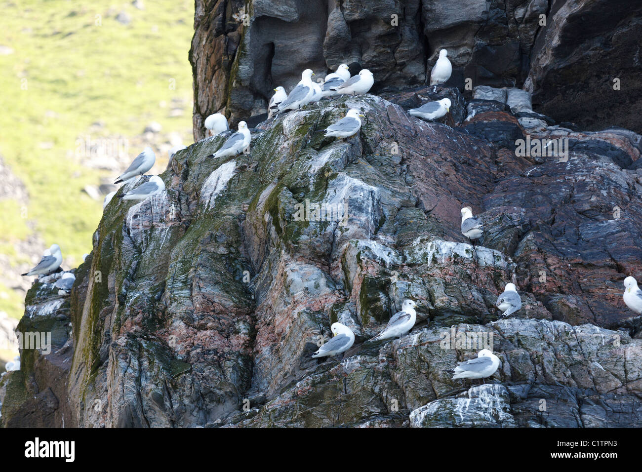 nesting site of seagulls on bird island Runde in Norway Stock Photo - Alamy