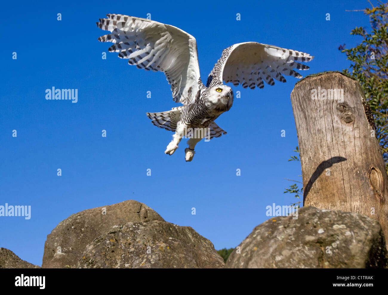Flying snowy owl hi-res stock photography and images - Alamy