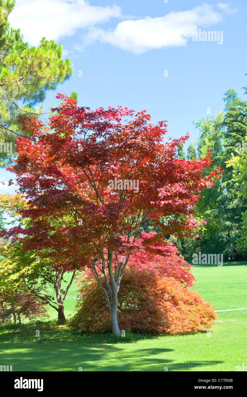 Japanese red maple hi-res stock photography and images - Alamy