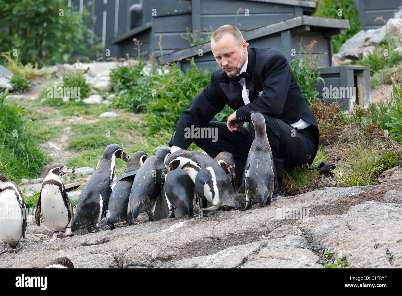 Feeding penguins hi-res stock photography and images - Alamy