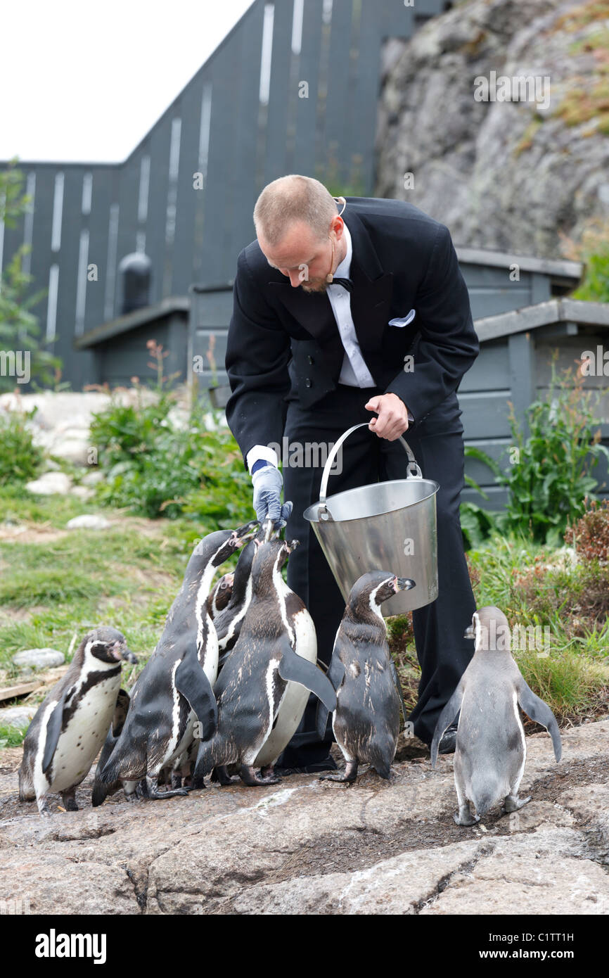 feeding penguins in aquarium in Ålesund Stock Photo - Alamy