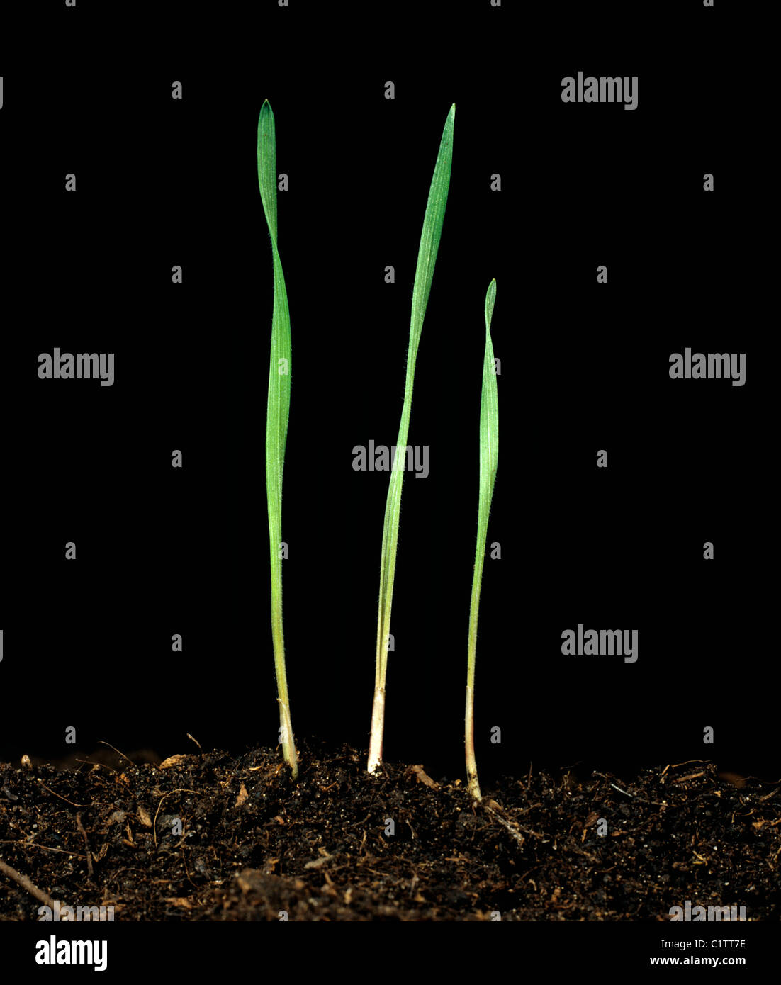 Drooping brome (Bromus tectorum) single leaf seedlings Stock Photo - Alamy