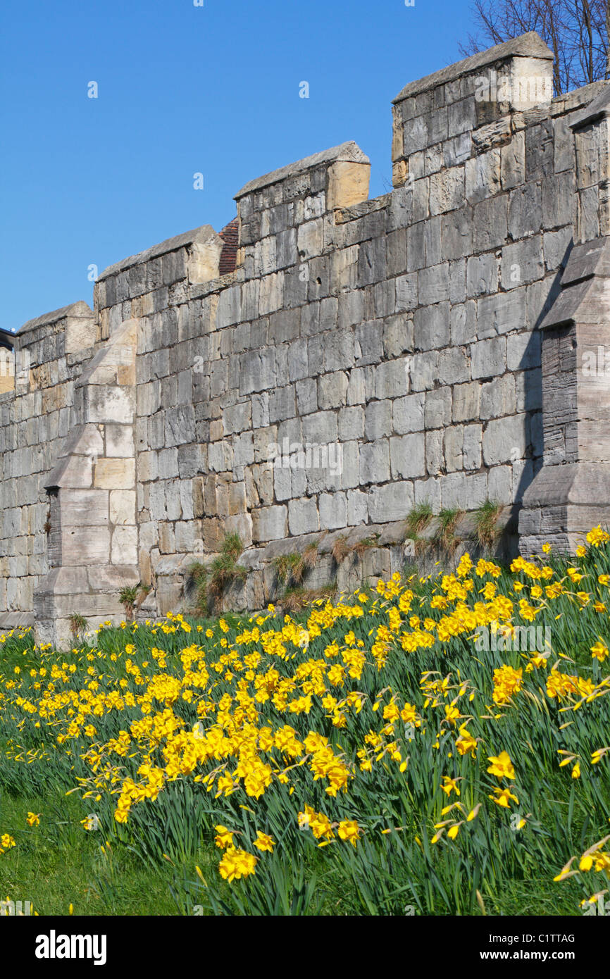 Spring daffodils by the historic Roman city walls of York, North ...