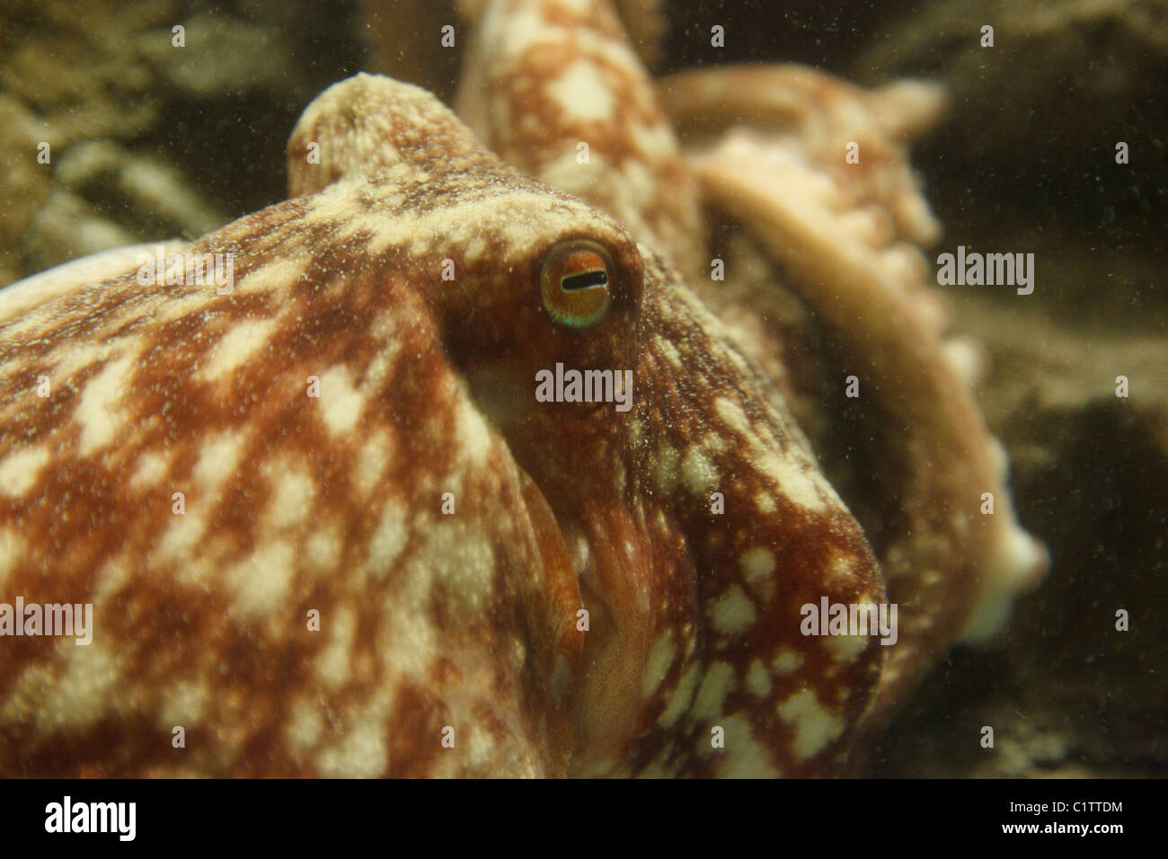 Octopus in aquarium hi-res stock photography and images - Alamy