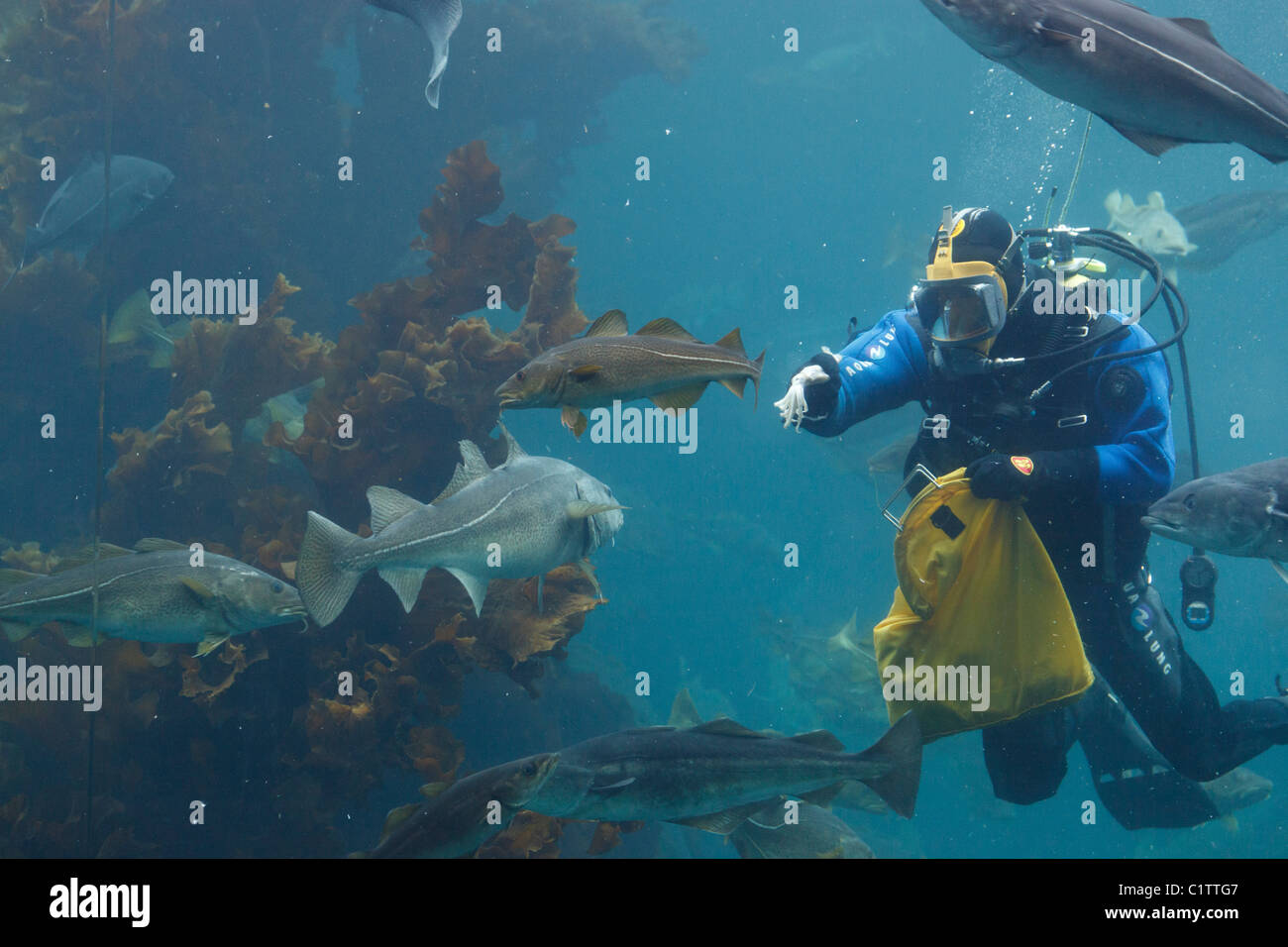 Scuba Diving With Fish