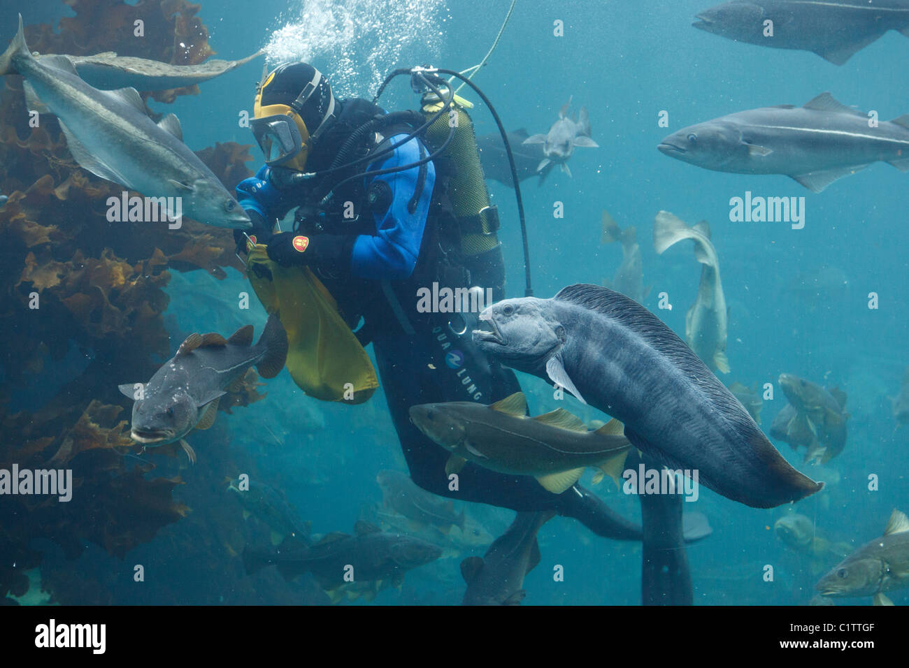 diver feeding fish in aquarium in Ålesund Stock Photo - Alamy
