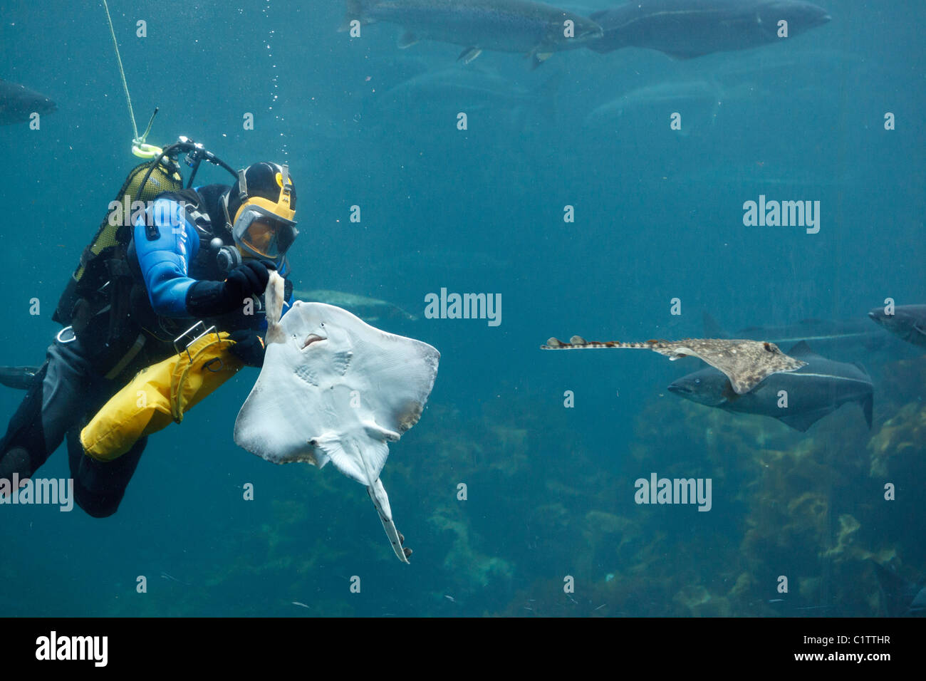 diver feeding fish in aquarium in Ålesund Stock Photo - Alamy