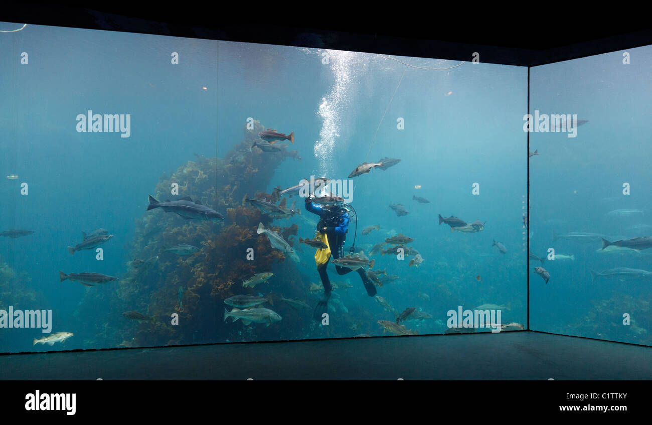 diver feeding fish in aquarium in Ålesund Stock Photo - Alamy