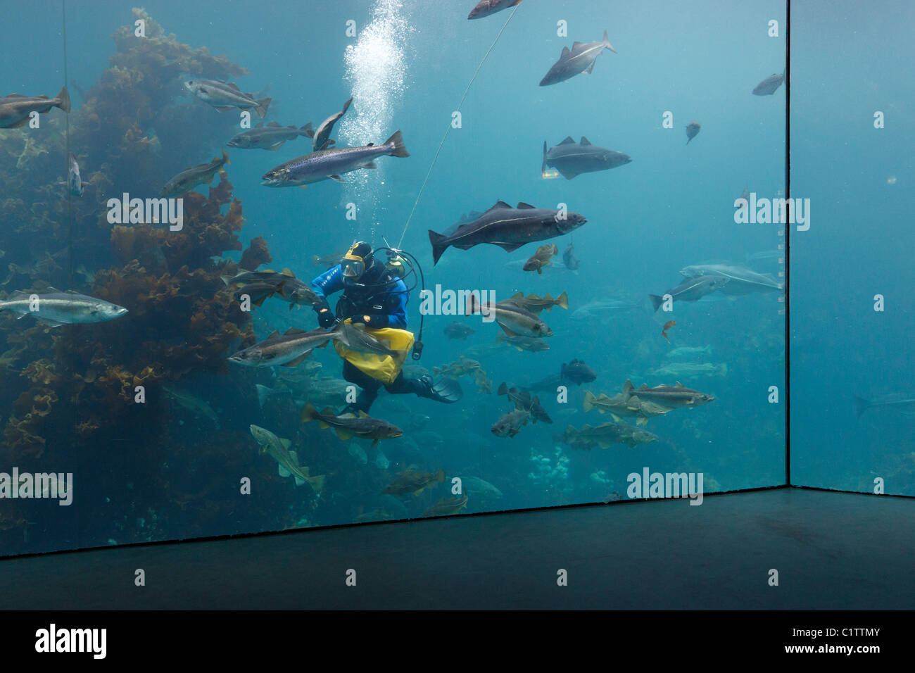 diver feeding fish in aquarium in Ålesund Stock Photo - Alamy