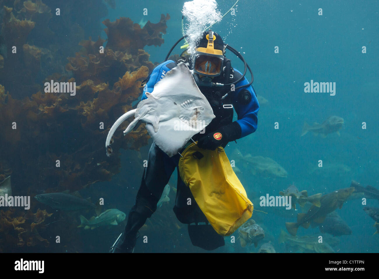 diver feeding fish in aquarium in Ålesund Stock Photo - Alamy