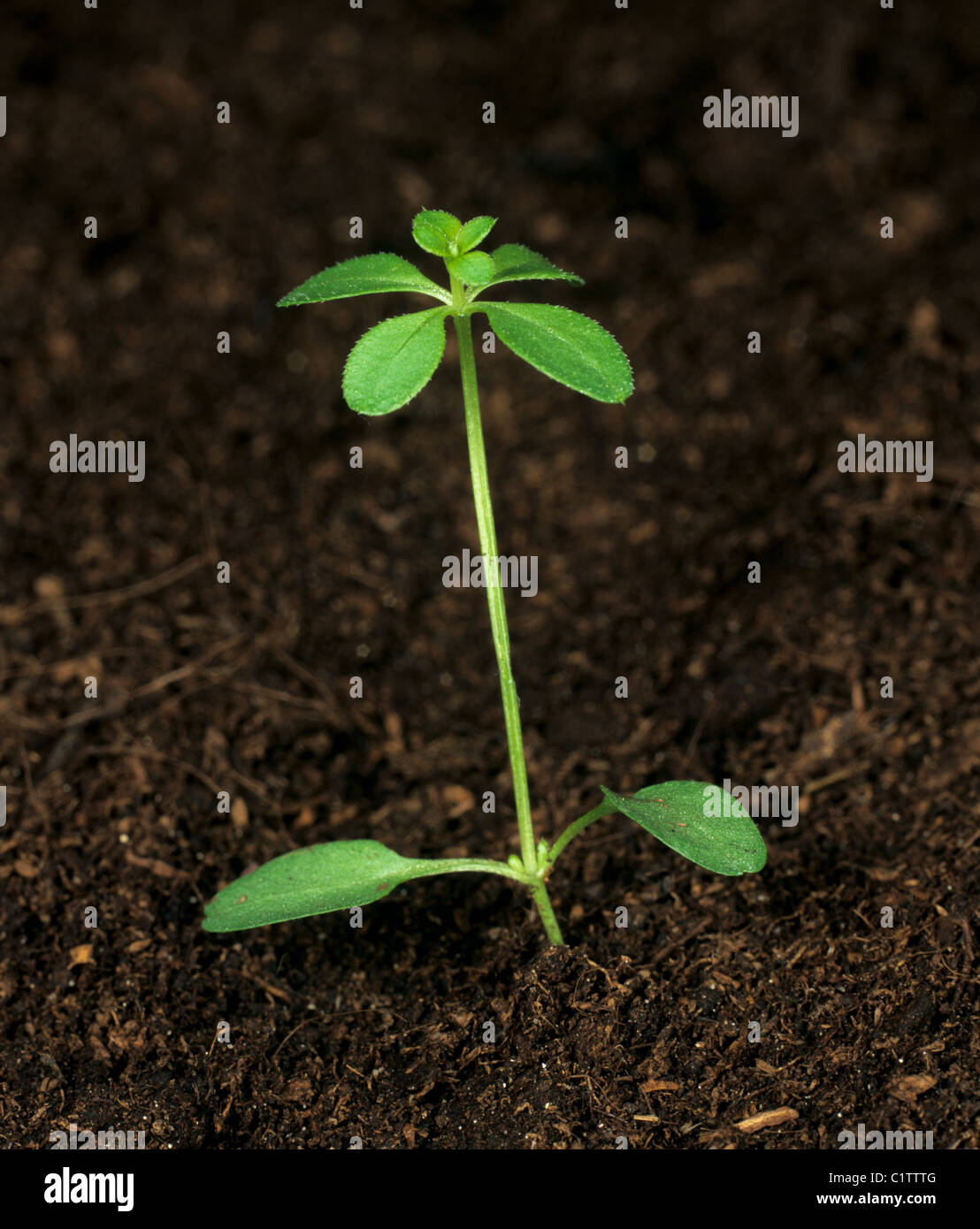 Hedge bedstraw (Galium mollugo) seedling cotyledons and first true leaf ...