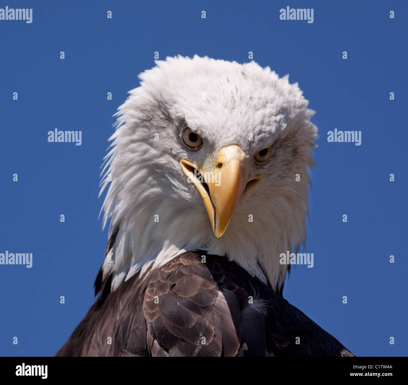 American bald eagle portrait Stock Photo - Alamy American bald eagle portrait Stock Photo - Alamy