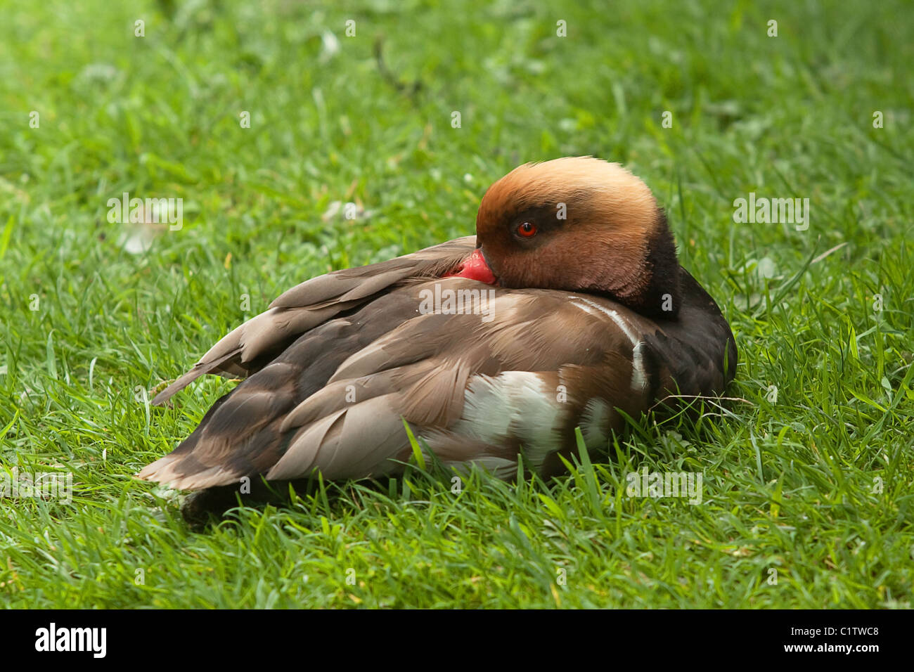restful duck sitting on grass Stock Photo - Alamy
