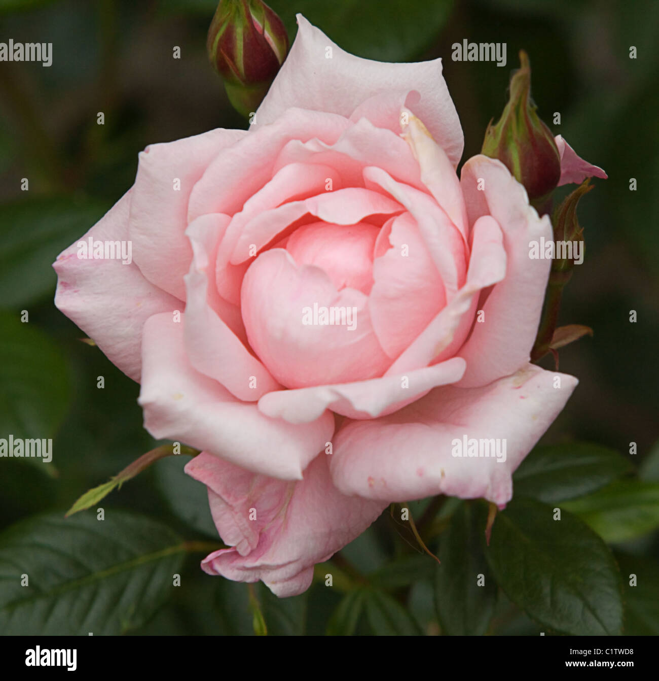 pink rose closeup Stock Photo - Alamy