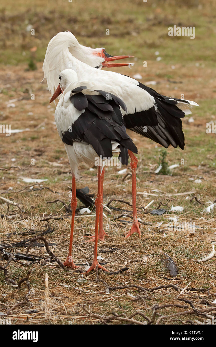 male white stork displaying to female Stock Photo - Alamy