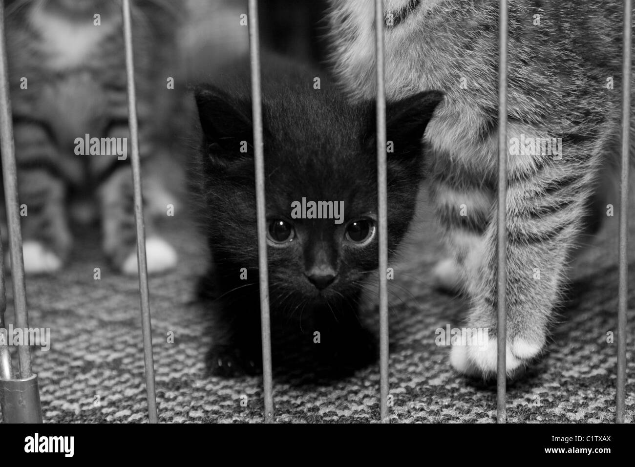 Tiny black kitten behind bars of cage with bigger cats at animal ...