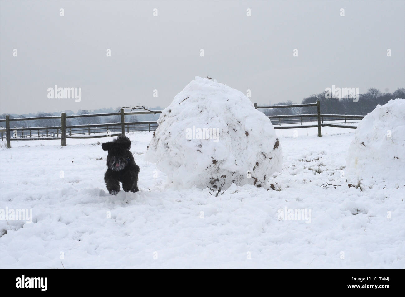 Black miniature Schnauser with large snowball Stock Photo - Alamy