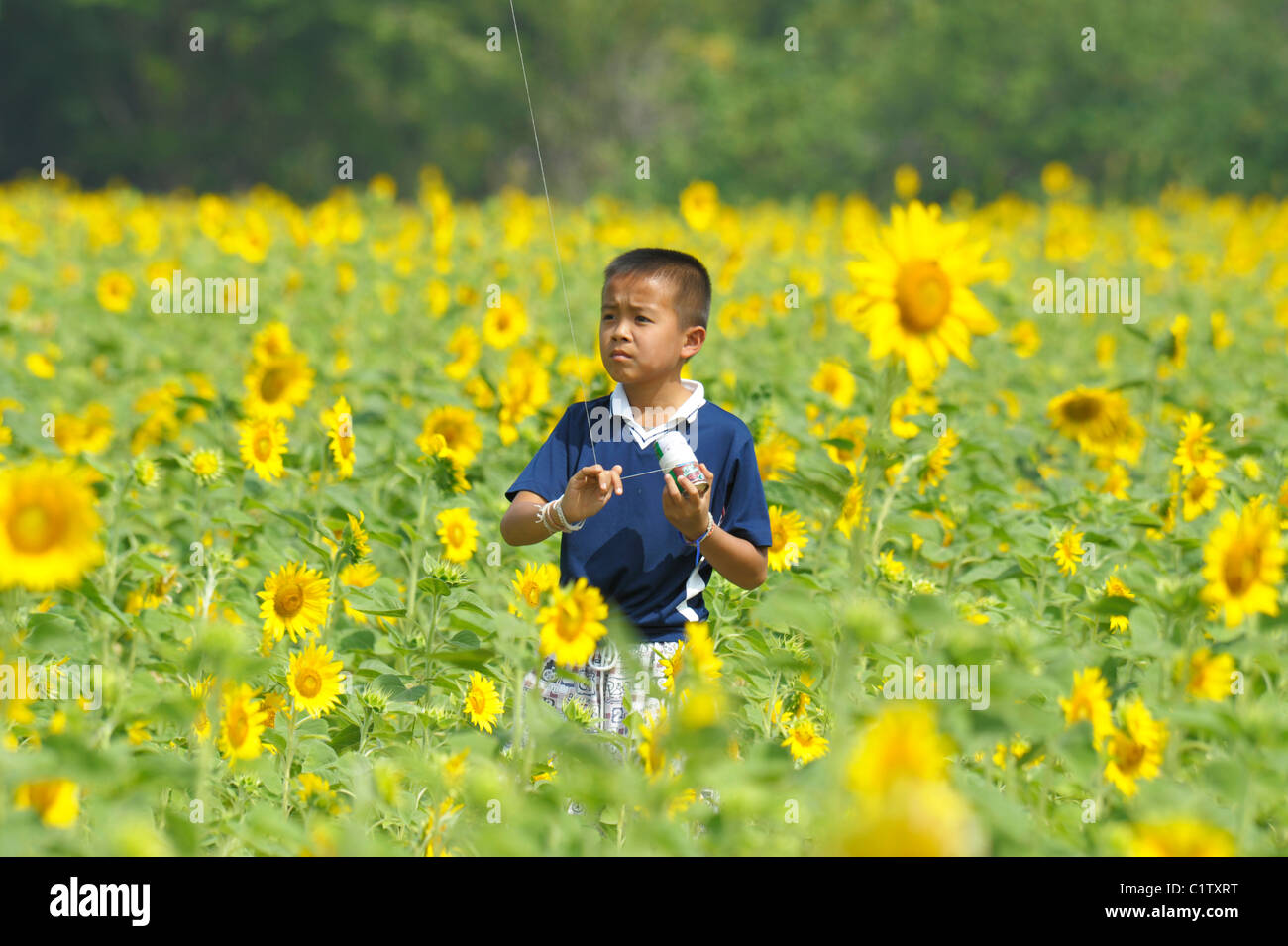 young boy flying his kite , sunflower field , sunflower fields of ...