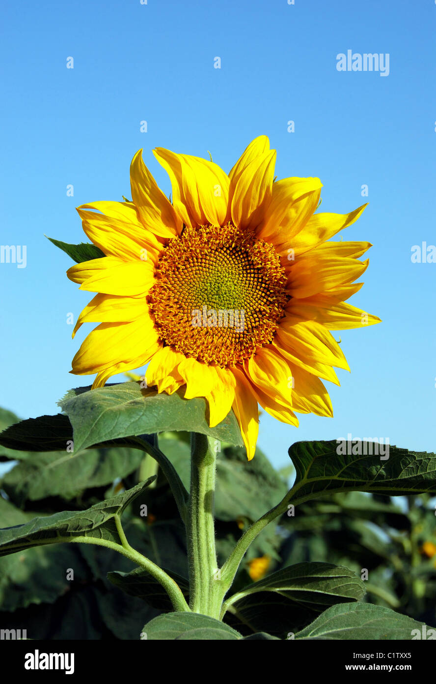 Sunflowers detail close up on blue summer sky background Stock Photo ...