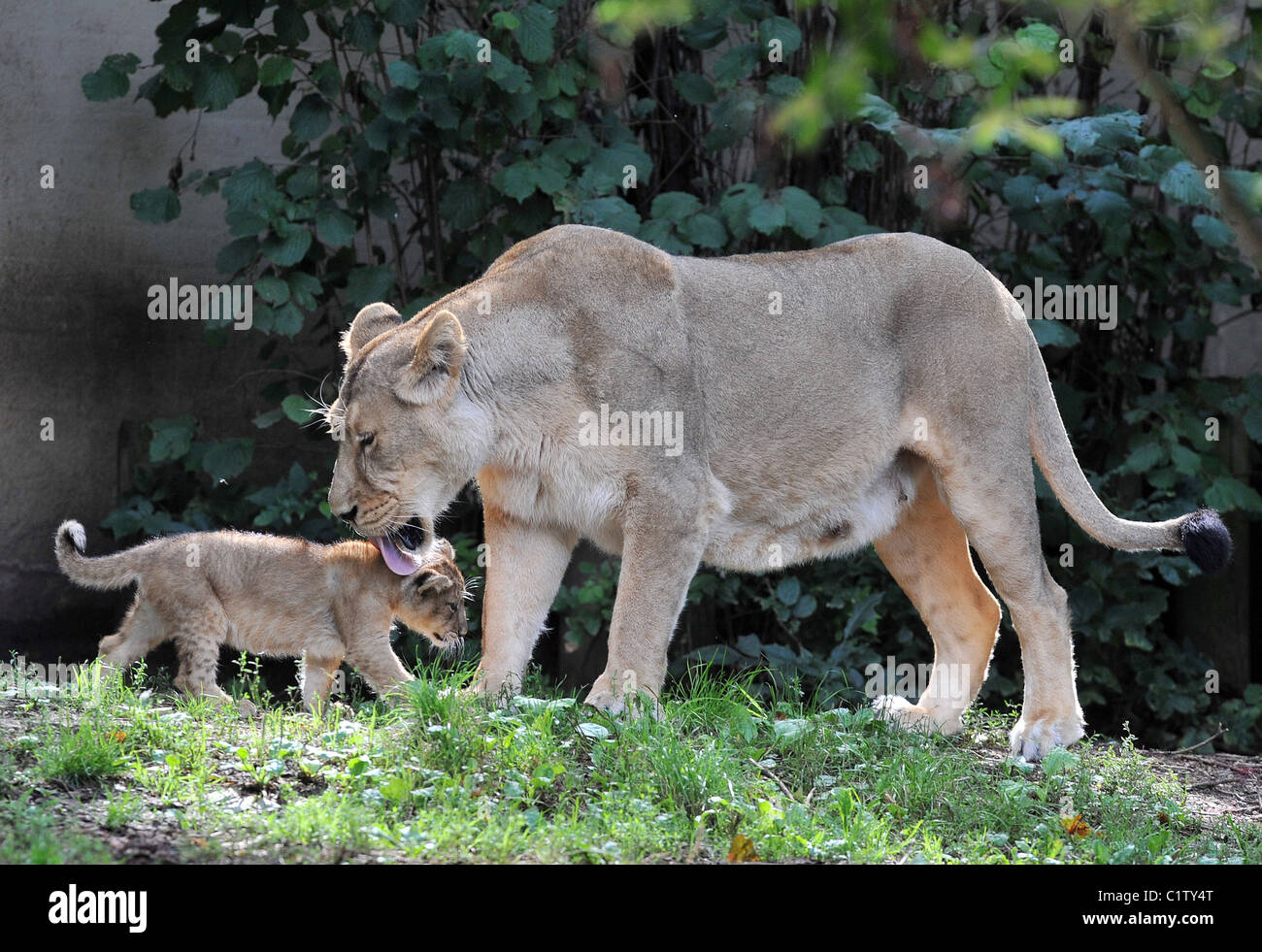 Abi the lion hi-res stock photography and images - Alamy