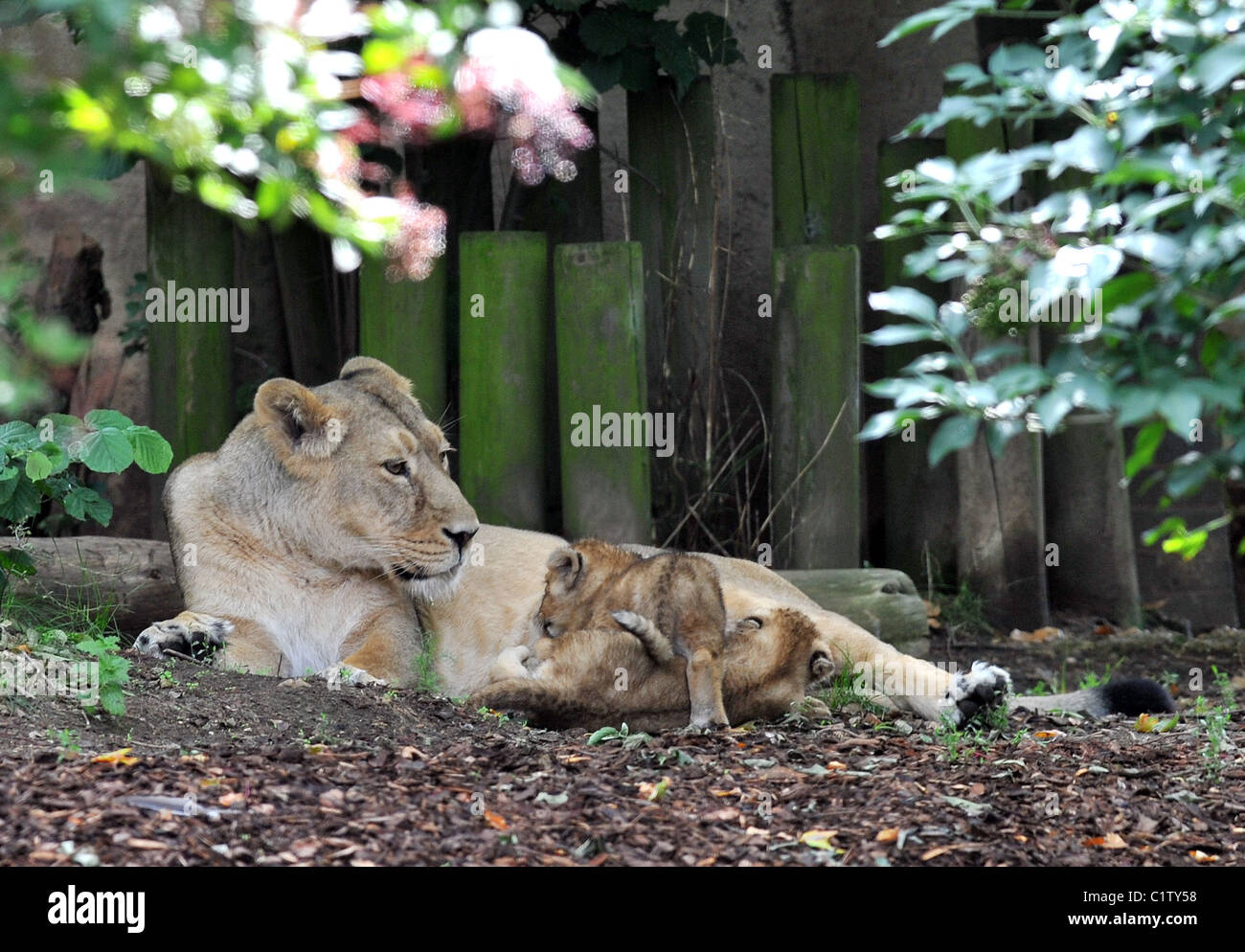 Two 10 weeks old Asian lion cubs that were born at London Zoo come out ...
