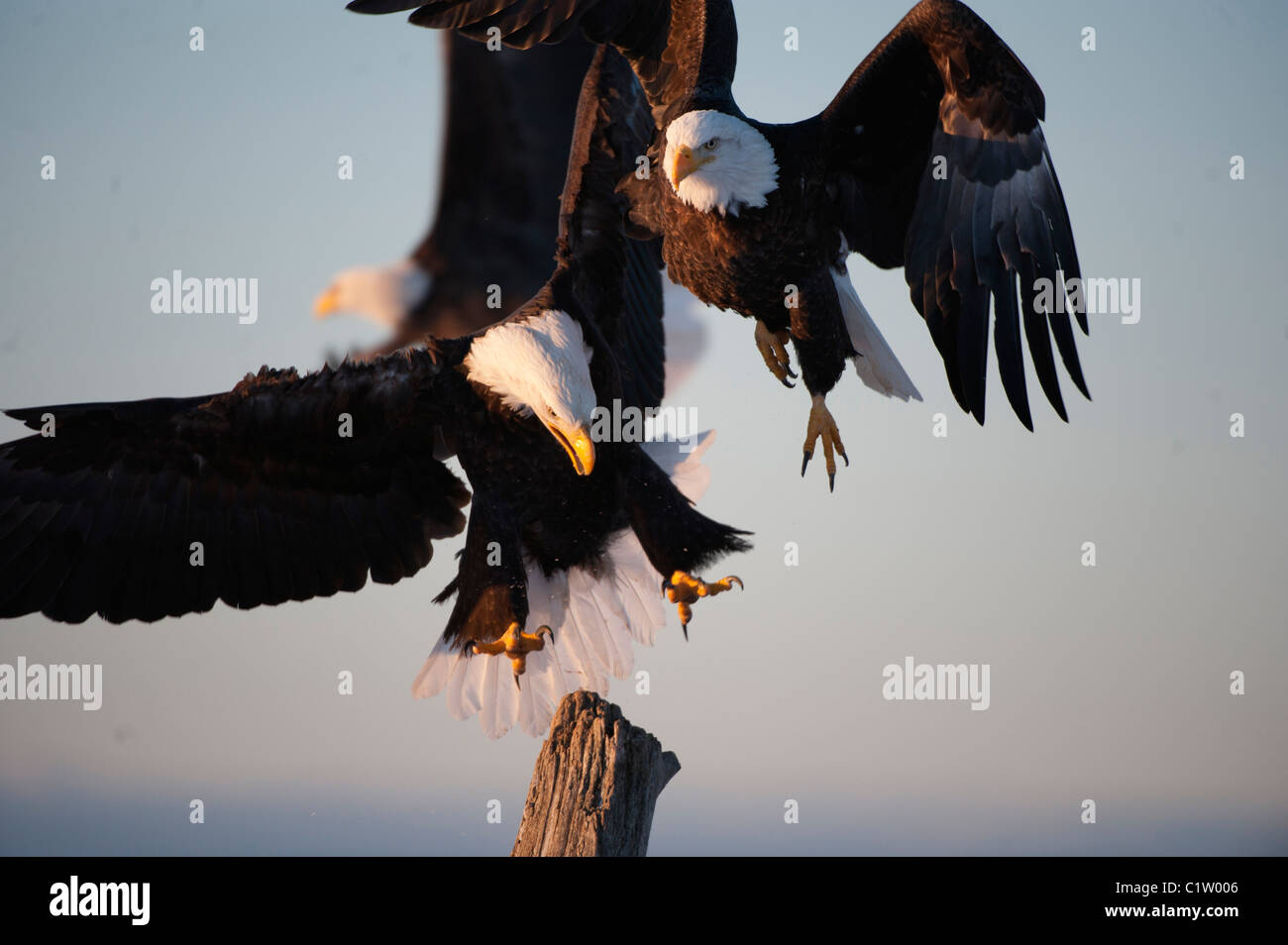 Spread eagle position hi-res stock photography and images - Alamy