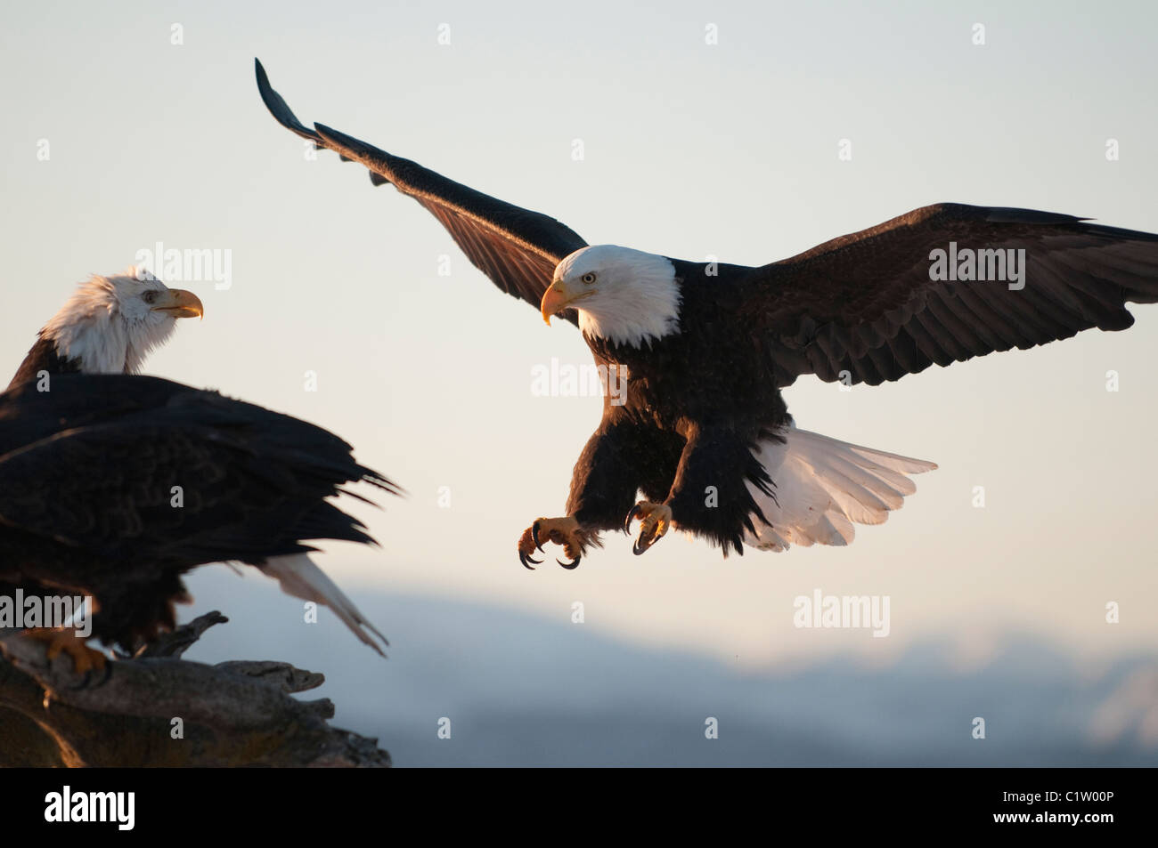 Spread eagle position hi-res stock photography and images - Alamy