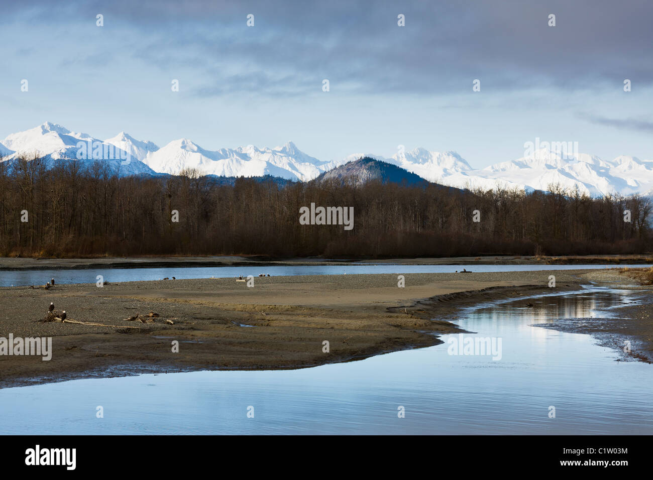 Bald eagles foraging for salmon along the Chilkat River in the Chilkat ...