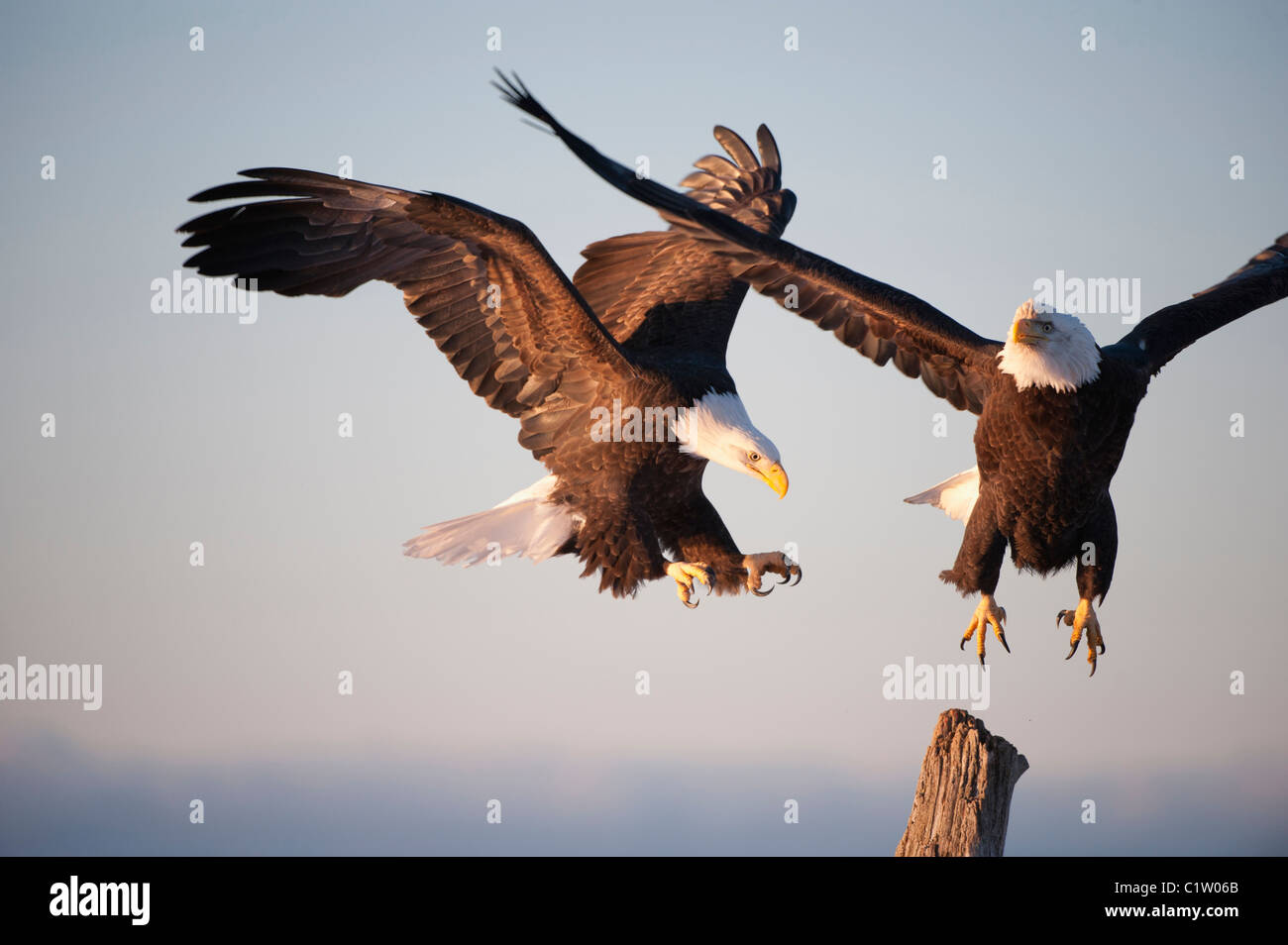 Spread eagle position hi-res stock photography and images - Alamy