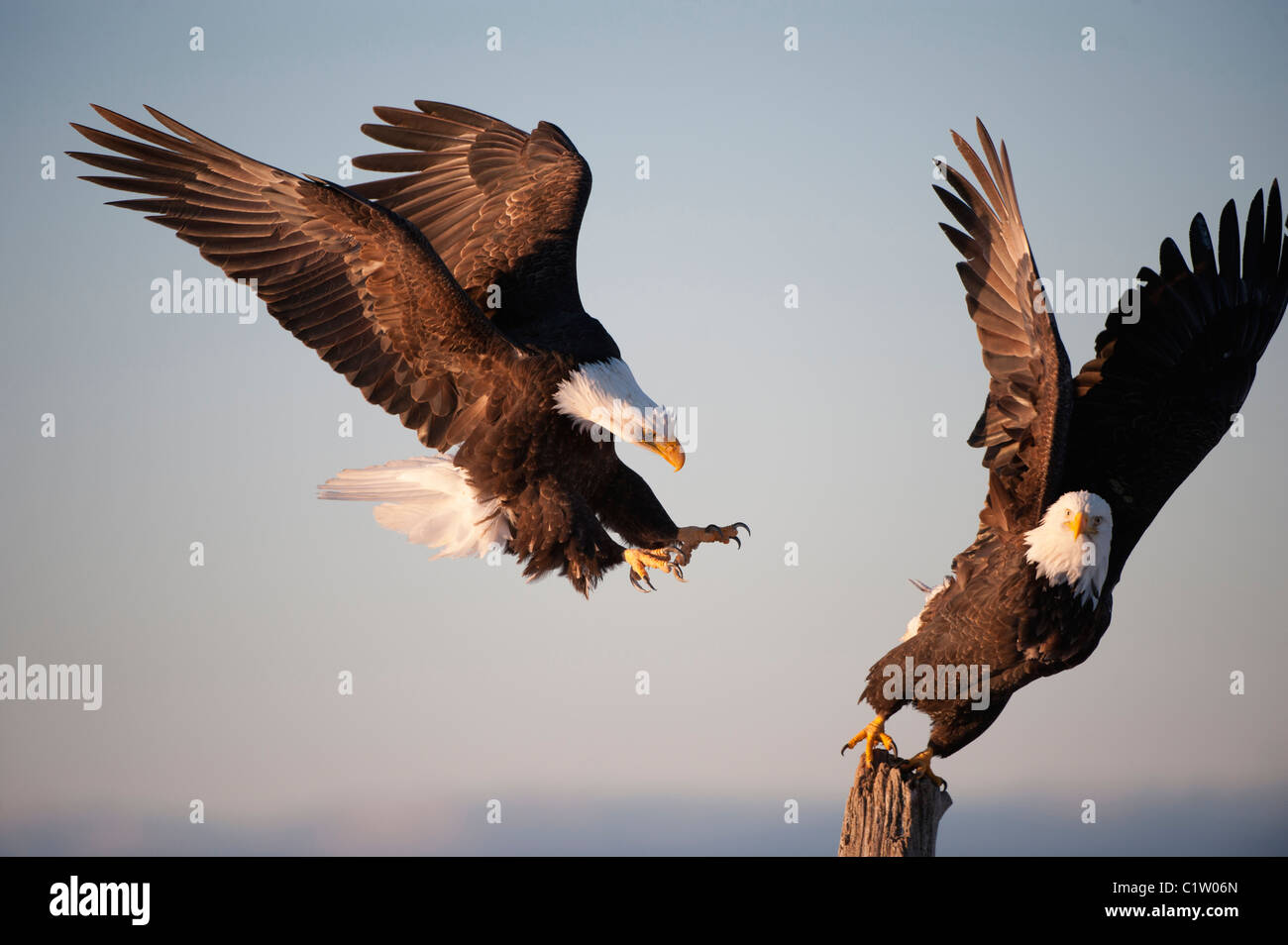 Spread eagle position hi-res stock photography and images - Alamy