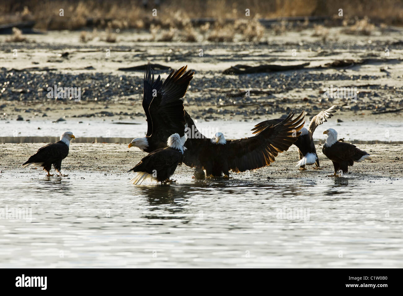 Fauna bald eagles hi-res stock photography and images - Alamy