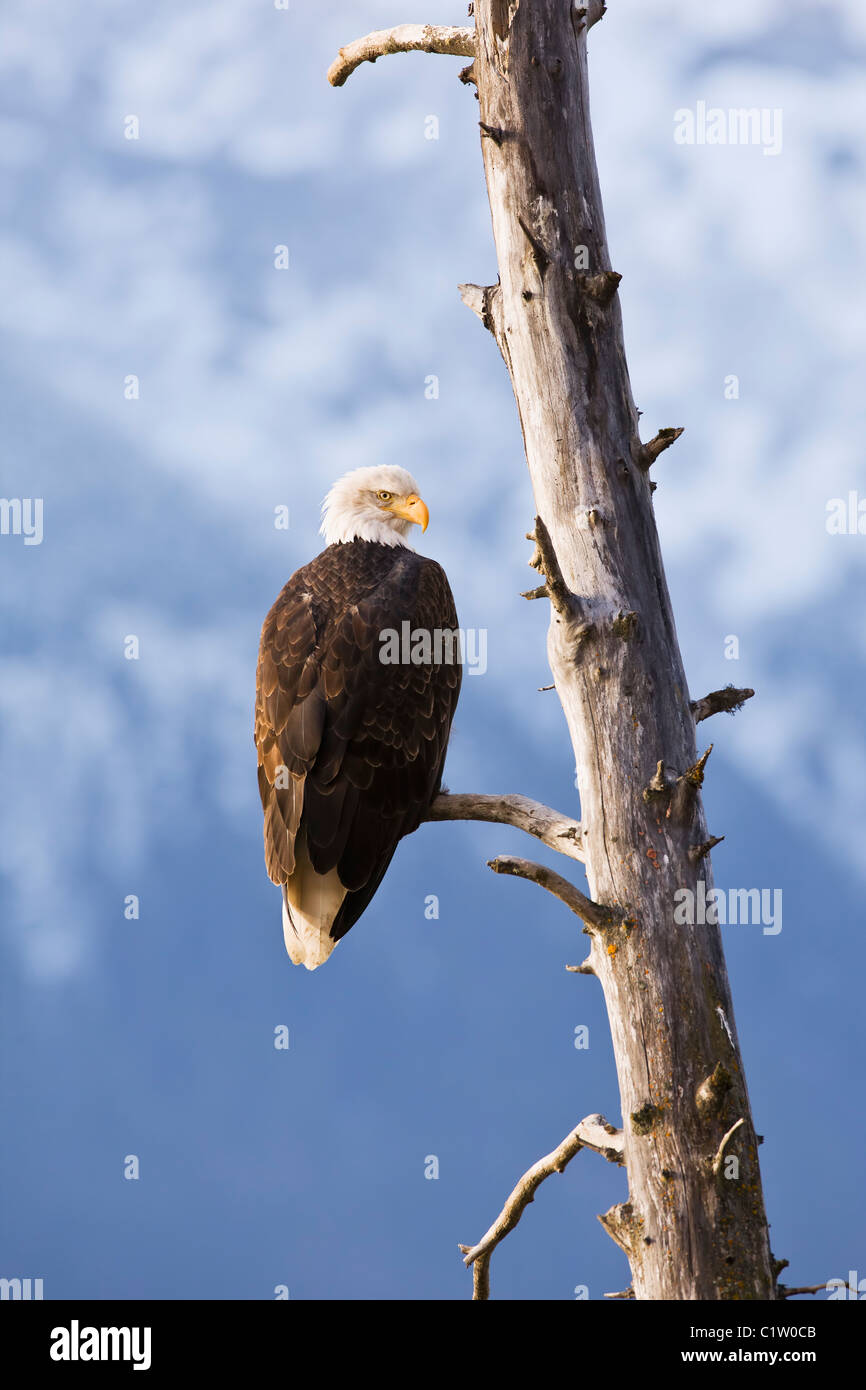 A bald eagle perched on a dead tree limb overlooking the Chilkat River ...
