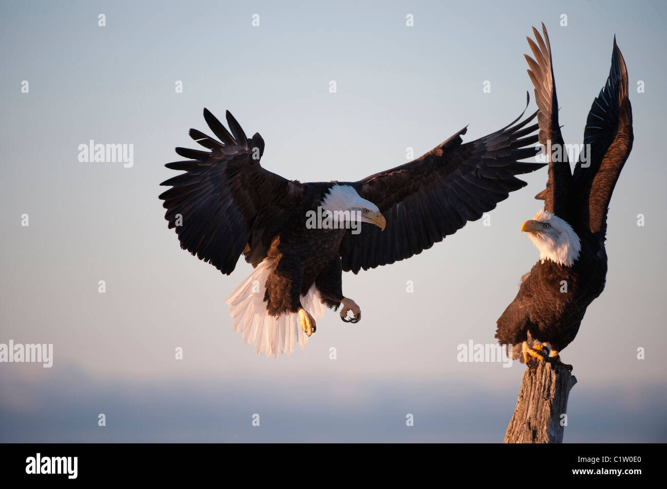 Spread eagle position hi-res stock photography and images - Alamy