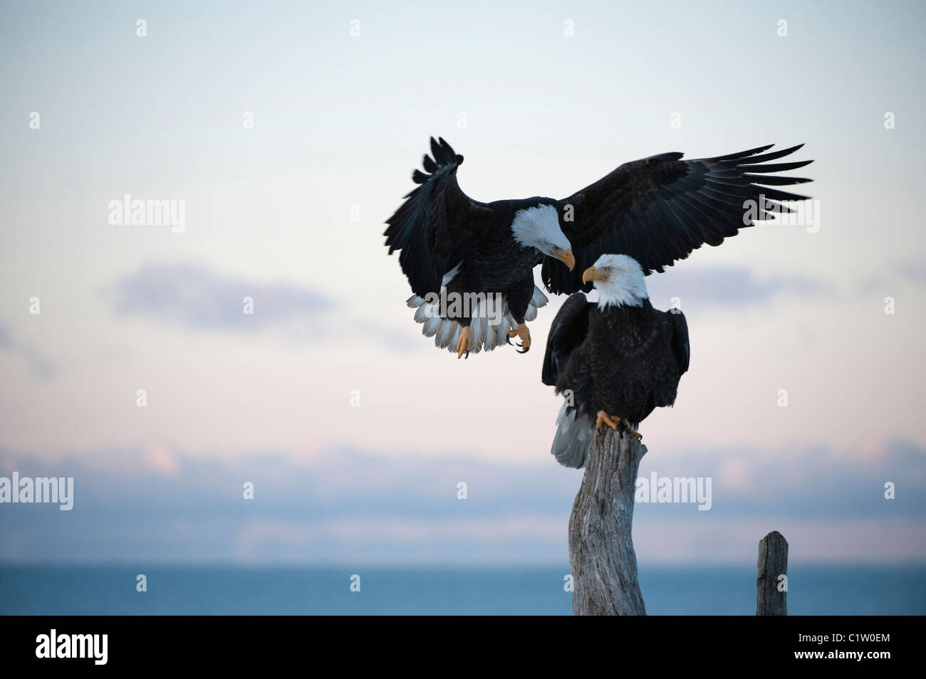 Spread eagle position hi-res stock photography and images - Alamy
