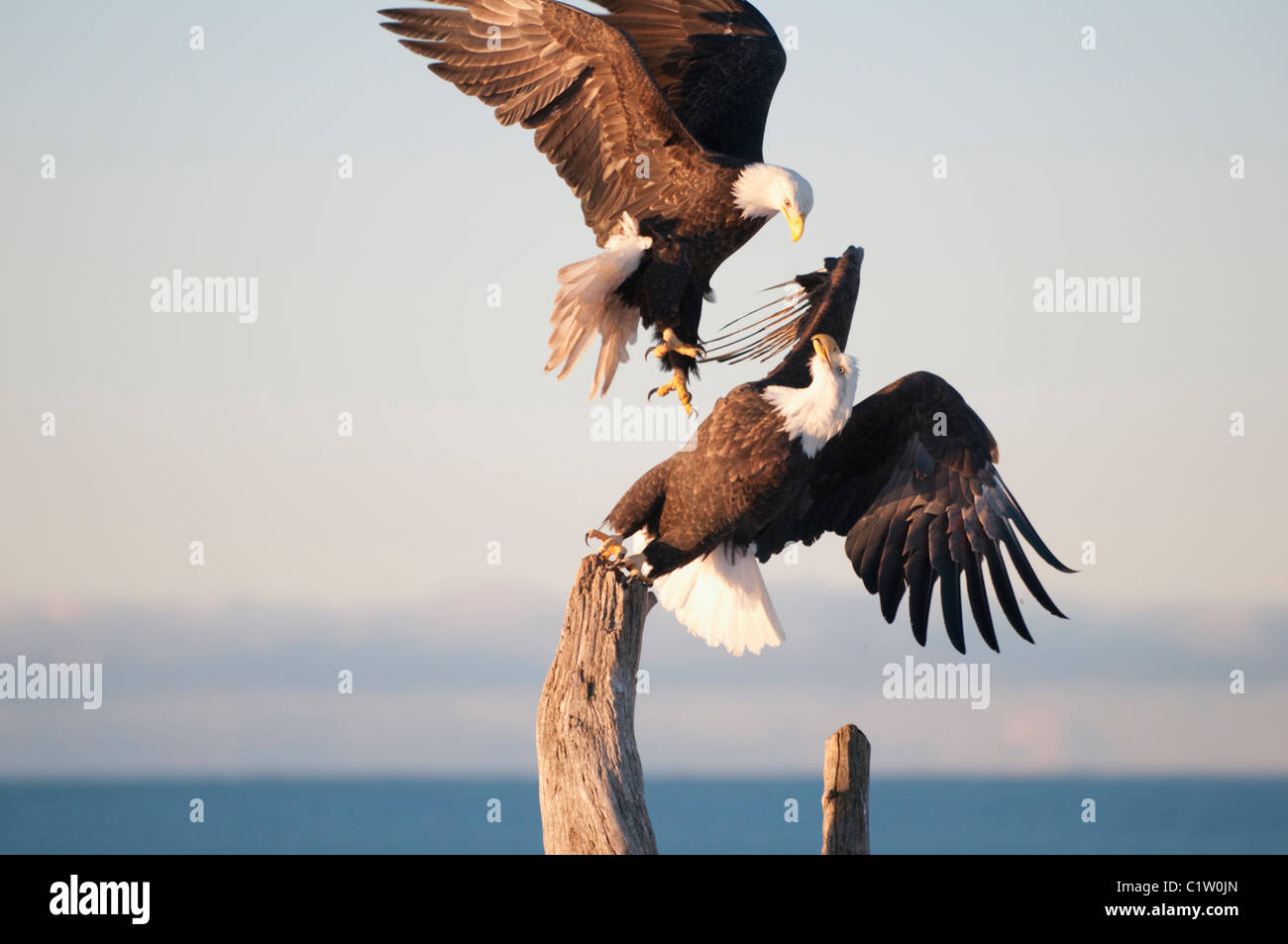 Spread eagle position hi-res stock photography and images - Alamy
