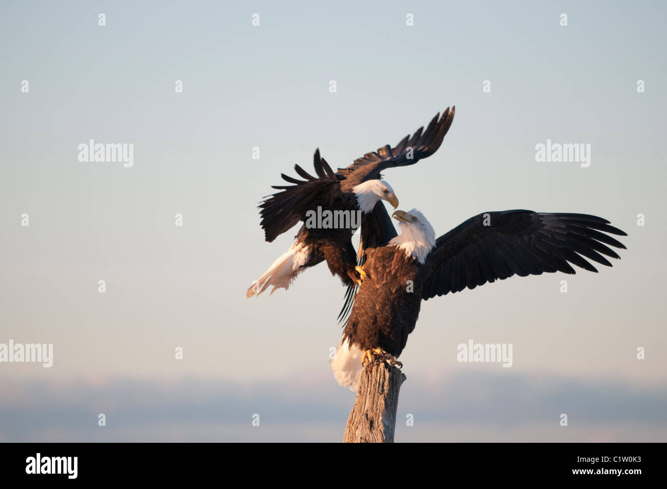 Two bald eagles fighting over hi-res stock photography and images - Alamy