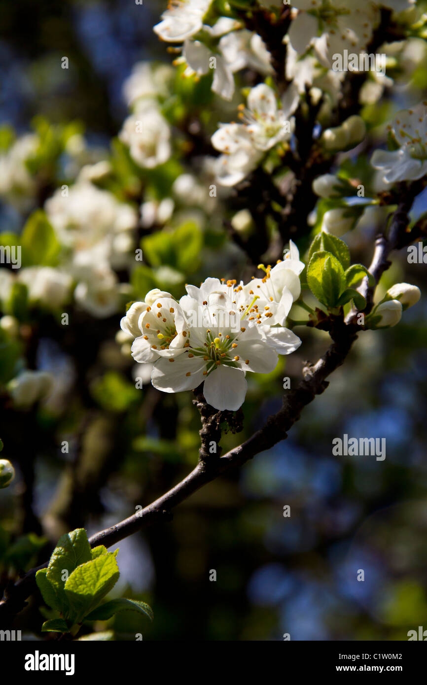 Damson Blossom High Resolution Stock Photography and Images - Alamy